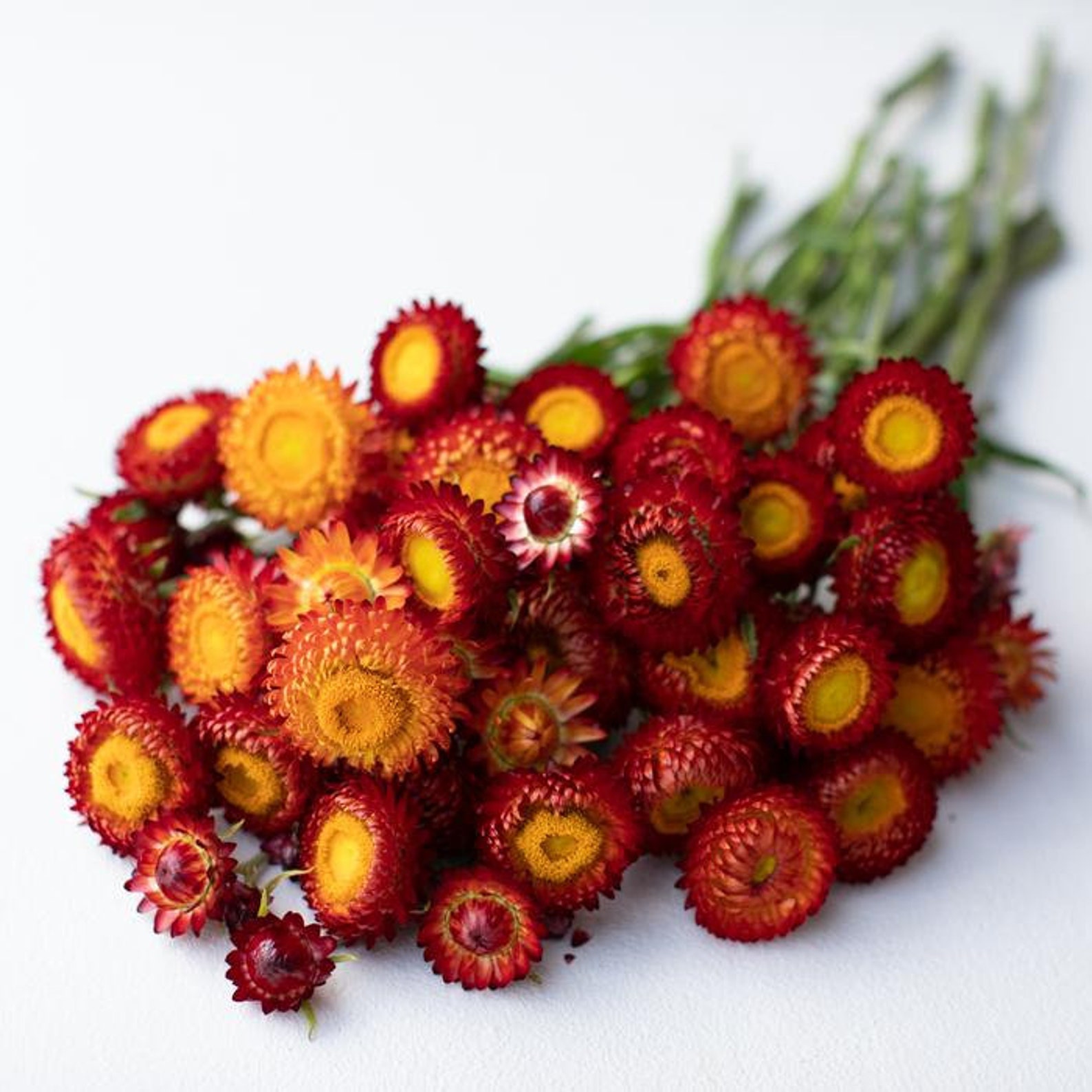 Strawflower Red Copper Seed 50 - Etsy