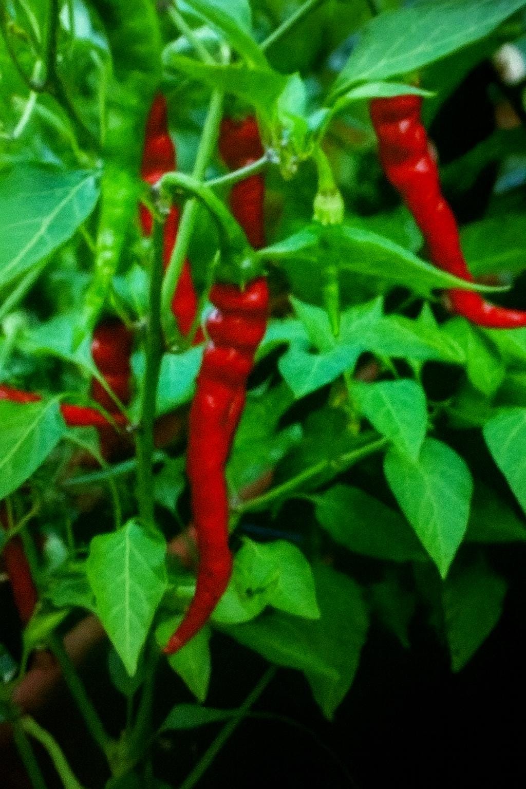 Pepper Jwala Finger Pepper Seeds 10 - Etsy
