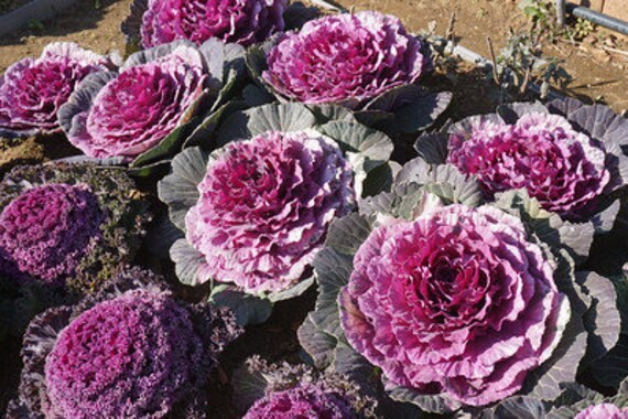 Kale Japanese Flowering Heirloom Seed 25 | Etsy