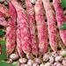 Bean Shell Flambo Seed 50 - Etsy
