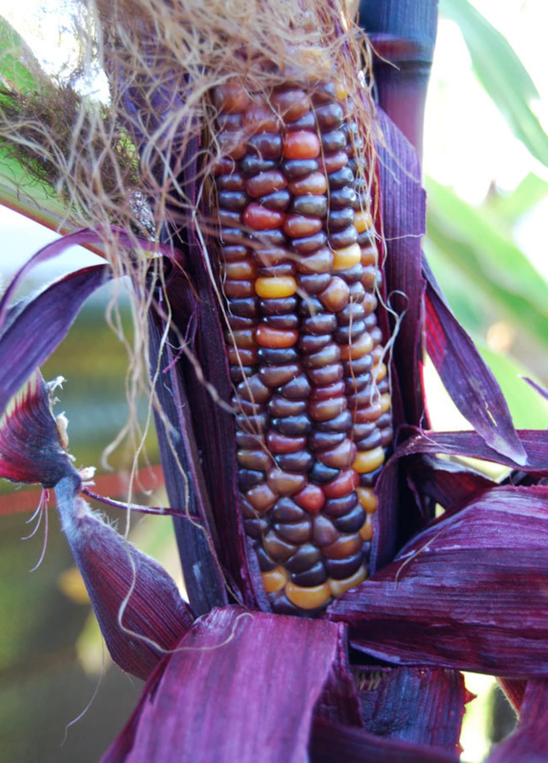 Corn Seneca Red Stalker Certified Organic Seeds 50 - Etsy