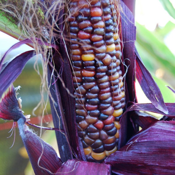 Corn Stalks - Etsy