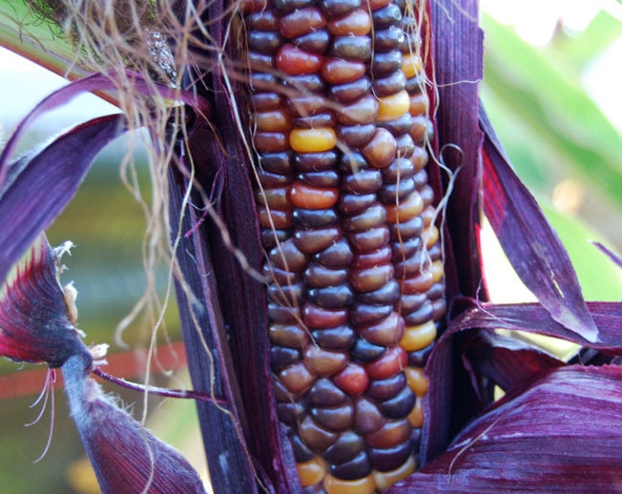 Corn Seneca Red Stalker Certified Organic Seeds 30 - Etsy