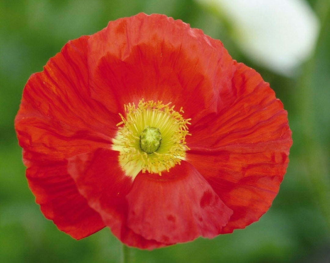 Poppy Champagne Bubbles Scarlet Poppy Seeds 20 - Etsy