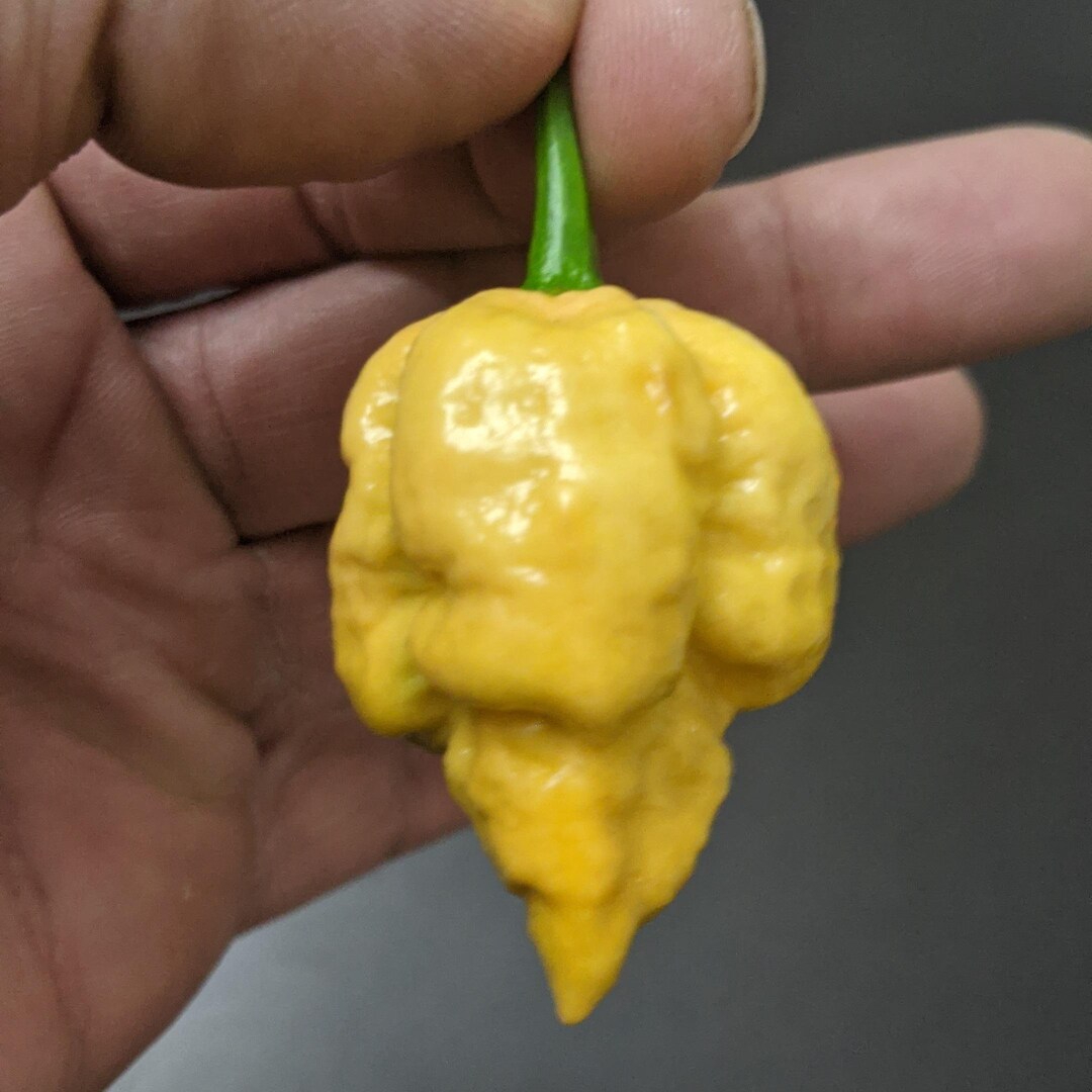 Pepper Golden Carolina Reaper Seed 10 - Etsy