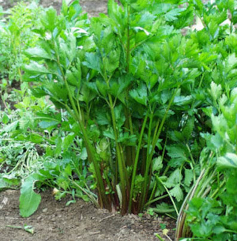 Celery Giant Red Heirloom Seeds 30 - Etsy