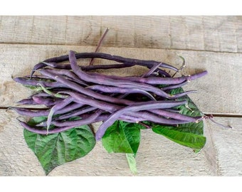 Purple Queen Bush Bean Seeds, Heirloom, NON GMO, Country Creek Acres - Etsy