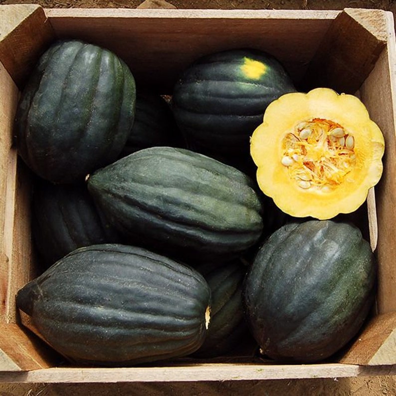 Squash Table Queen Acorn Squash Seeds 25 - Etsy