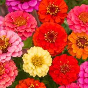 Zinnia Zinderella Dwarf Button Box Mix Flower Seed 65 - Etsy