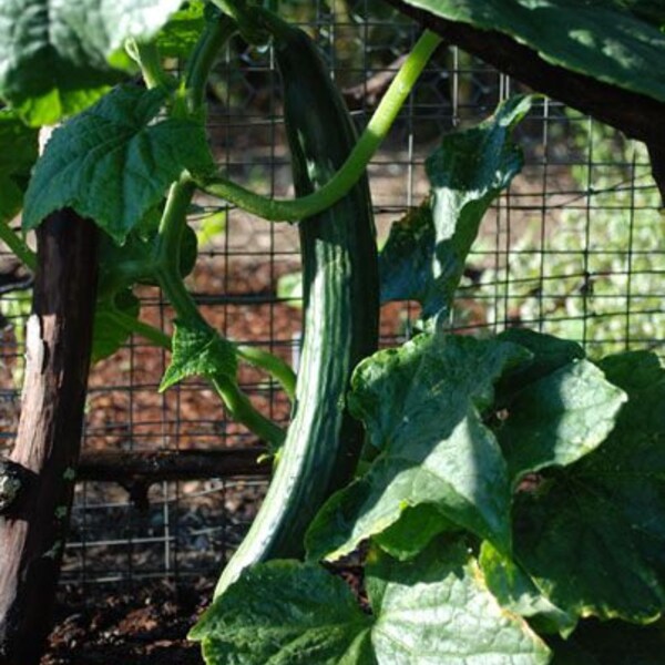 English Cucumber Seeds - Etsy