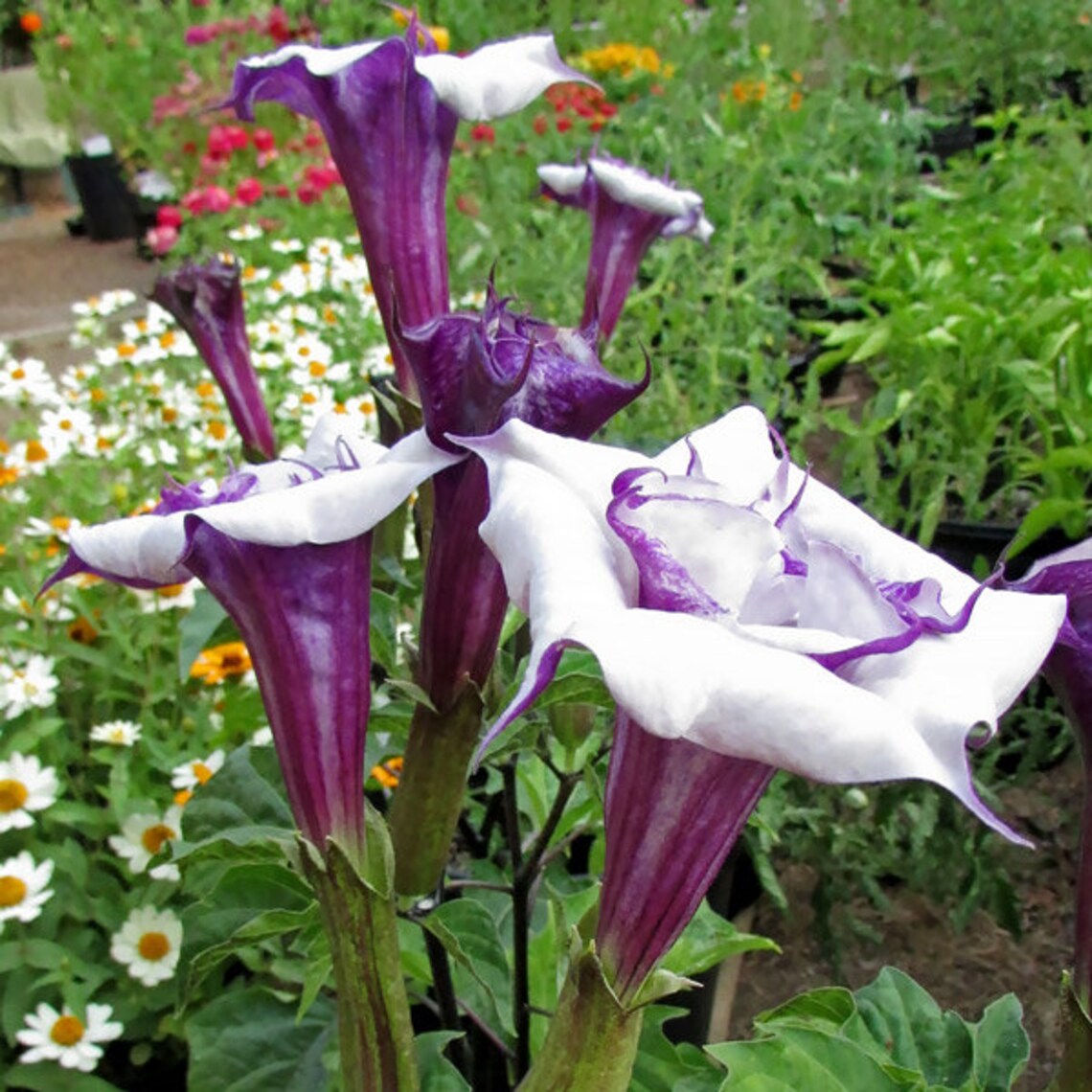 Datura double purple trumpet Seeds 10 | Etsy