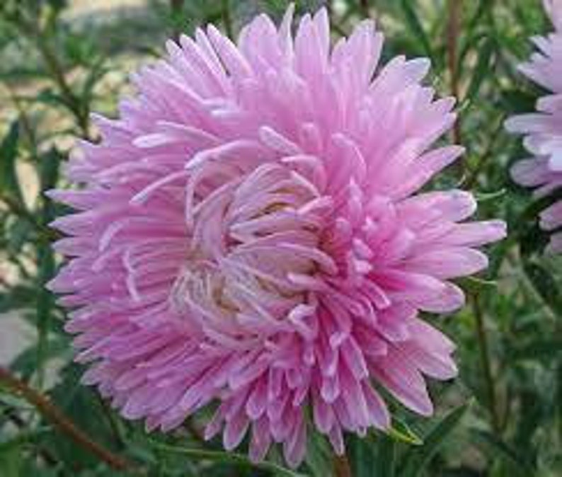 Aster Gremlin Double Flower Seeds 50 - Etsy