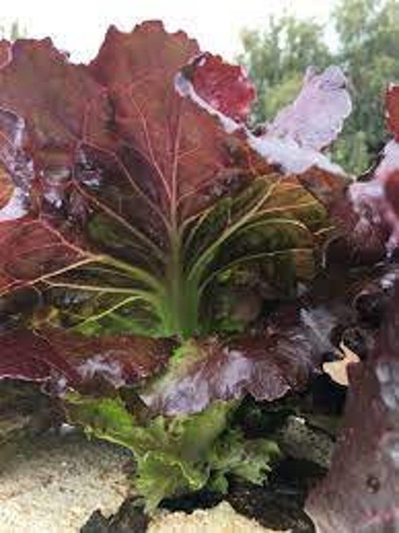 Lettuce Summercrisp Cherokee Pellet Seed 100 - Etsy