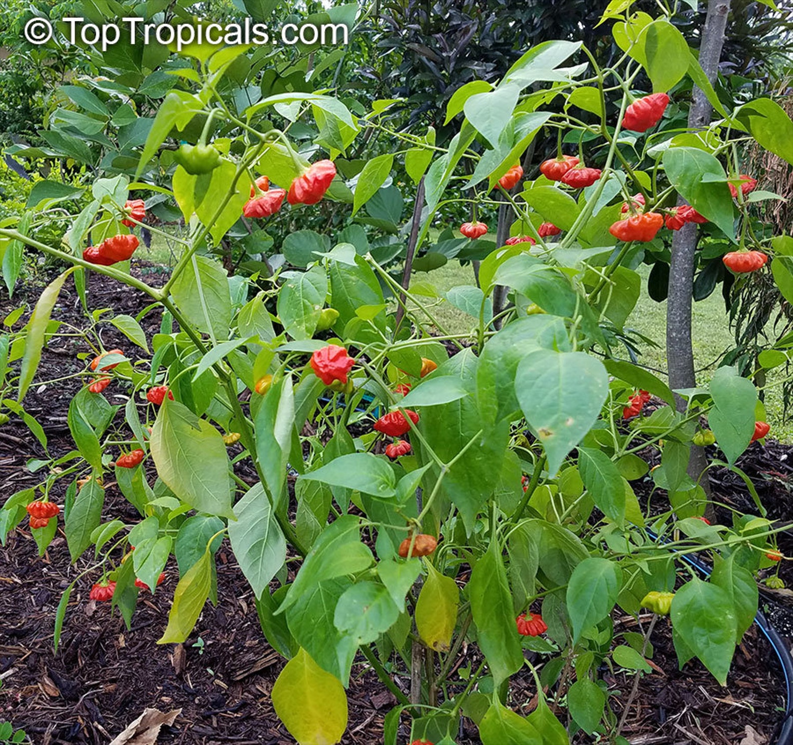 Pepper Brazilian Starfish Seed 5 | Etsy
