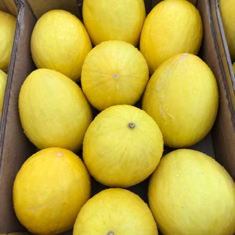 Melon Seeds - Etsy