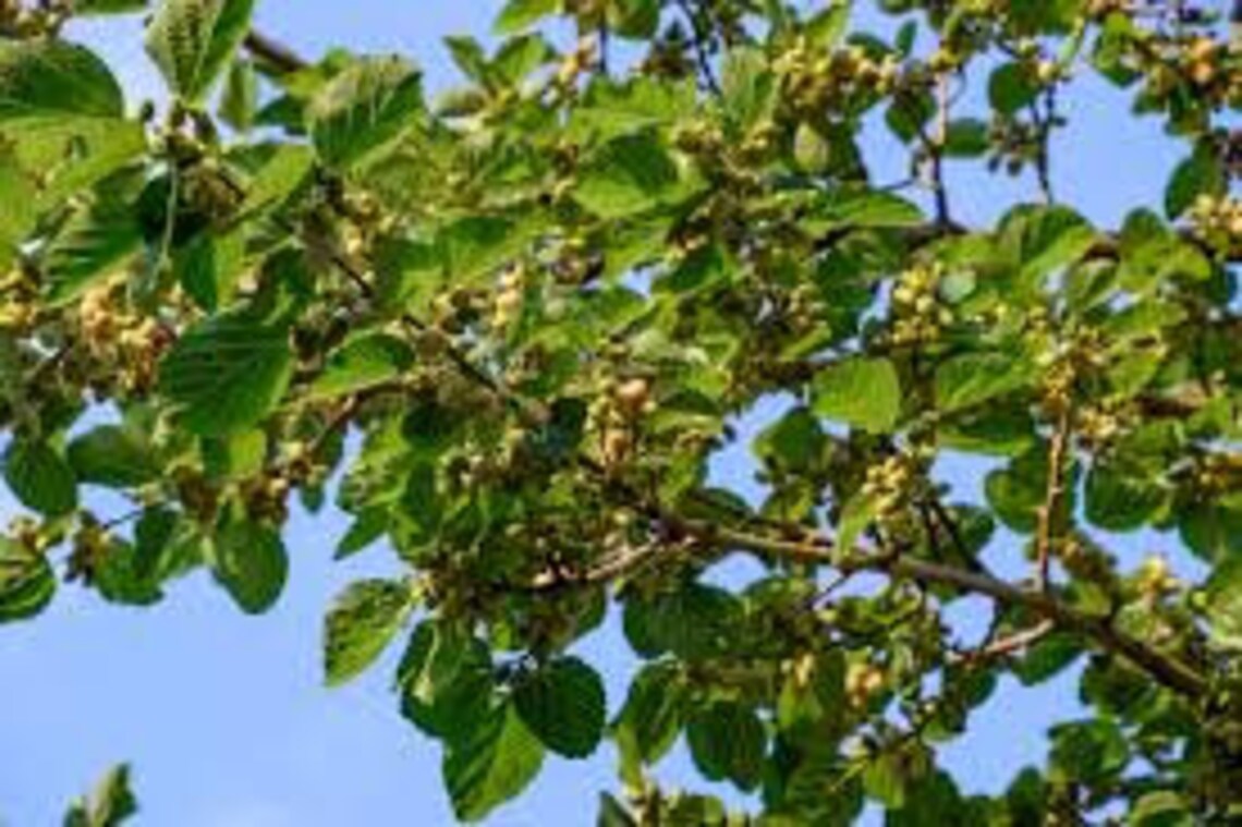 Mulberry Tree Seeds 12 - Etsy
