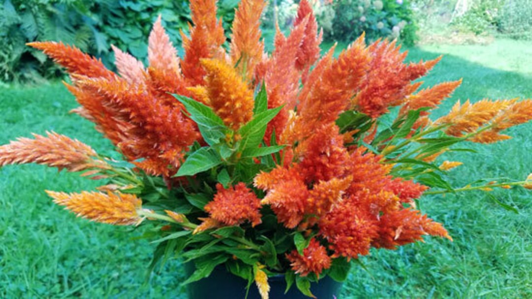 Celosia Sunday Orange Flower Seed 25 - Etsy
