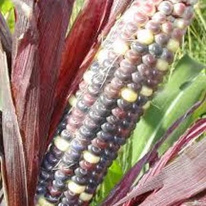 Corn Seneca Red Stalker Certified Organic Seeds 50 - Etsy