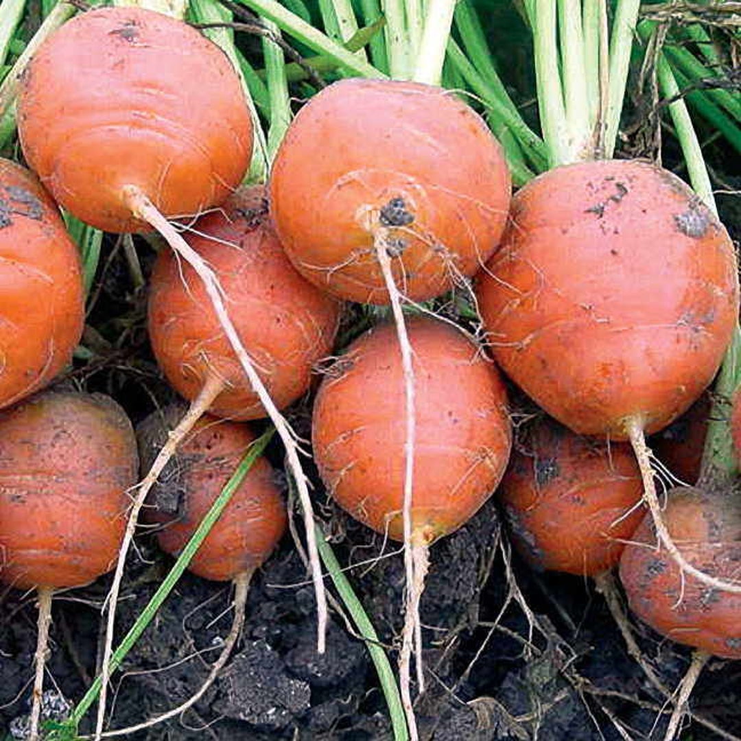Carrots Atlas Specialty Carrots Seeds 50 - Etsy