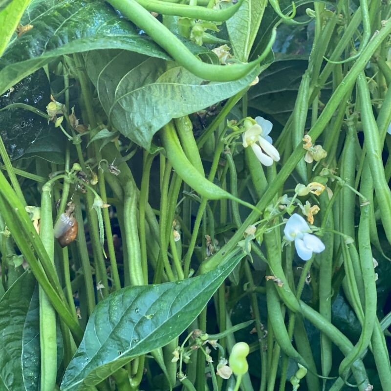 Bean Tavera Bush Filet Certified Organic Seeds 175 - Etsy