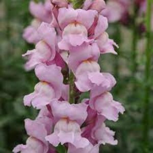 Snapdragon Costa Summer Lavender Seed 25 - Etsy