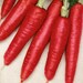 Carrots Atomic Redsun Carrot Seeds 50 - Etsy