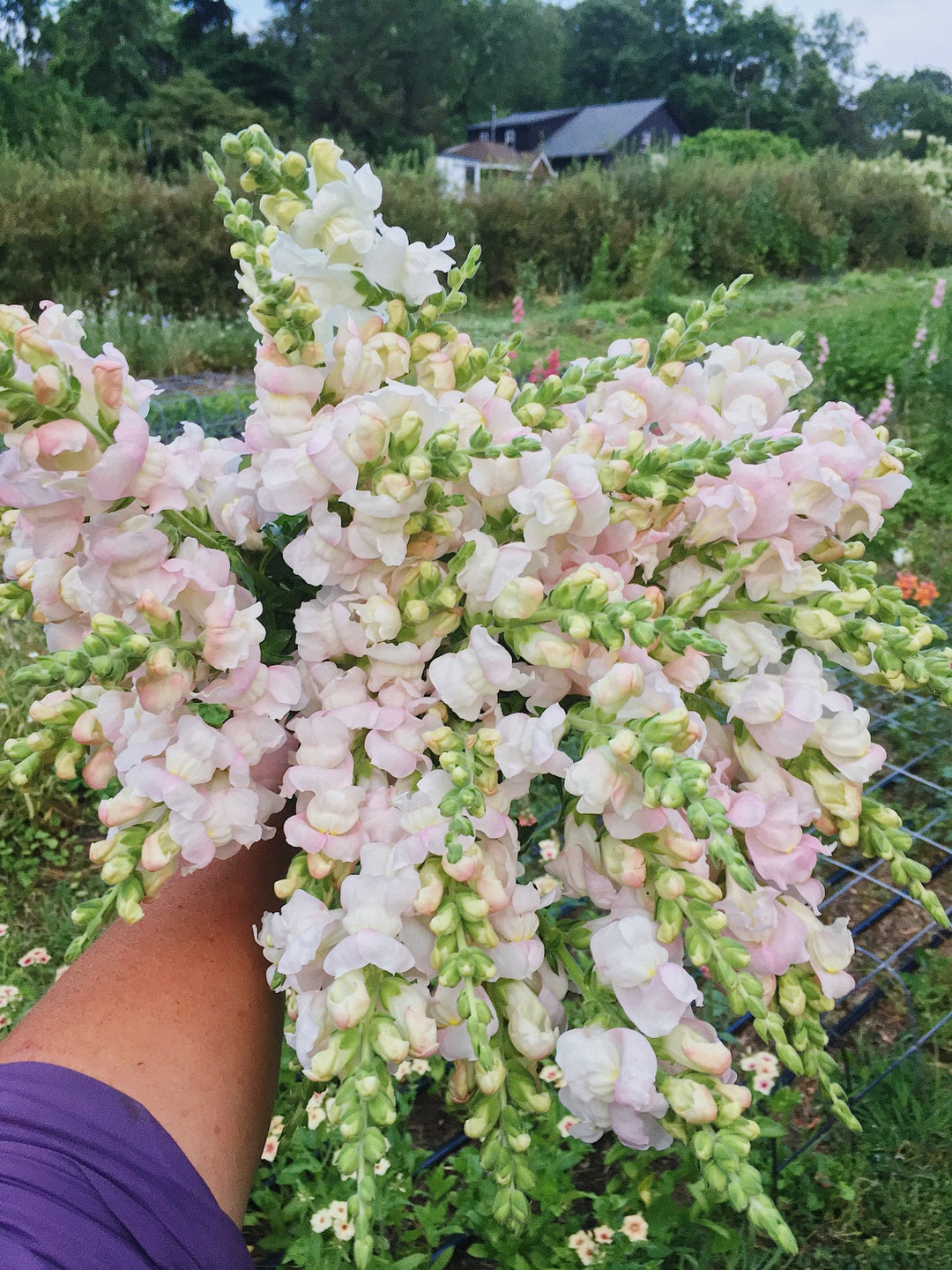 Snapdragon Costa Sliver Snapdragon Seeds 25 - Etsy