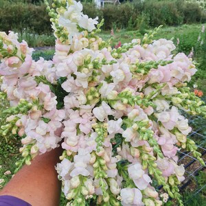 Snapdragon Costa Sliver Snapdragon Seeds 25 - Etsy