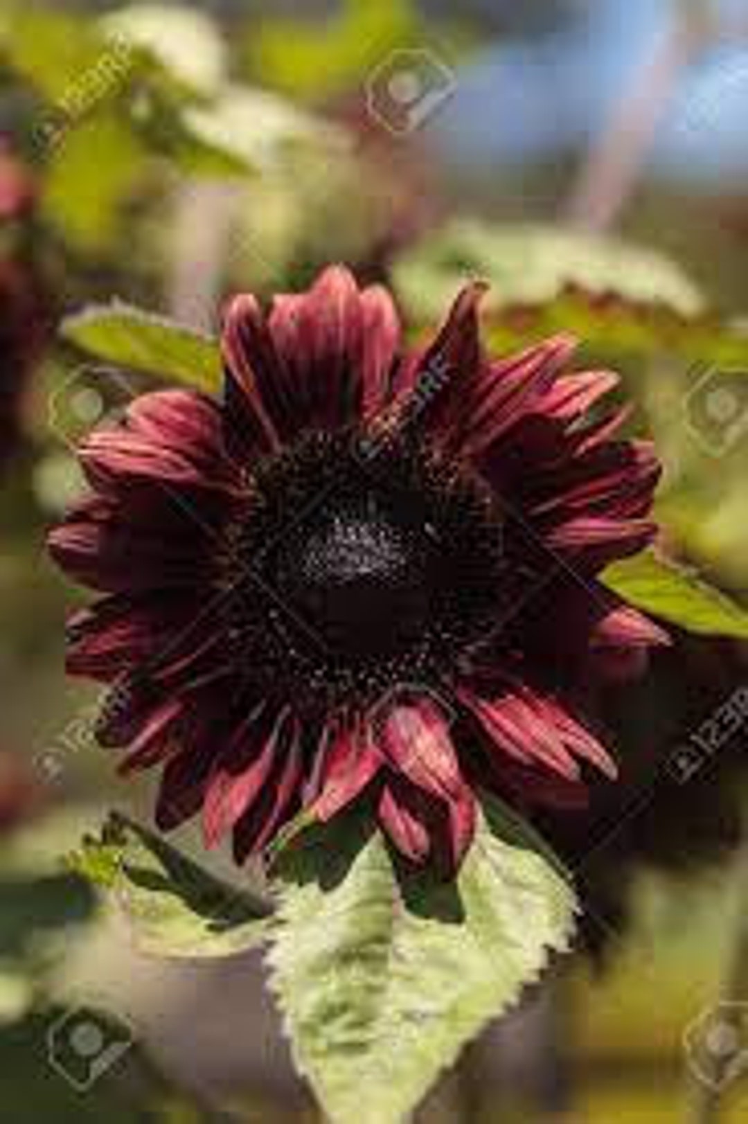 Sunflower Red Hedge Flower Seed 25 - Etsy