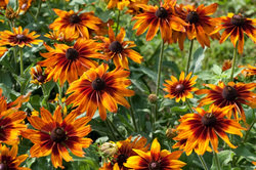 Rudbeckia Campfire Flower Seeds 25 - Etsy
