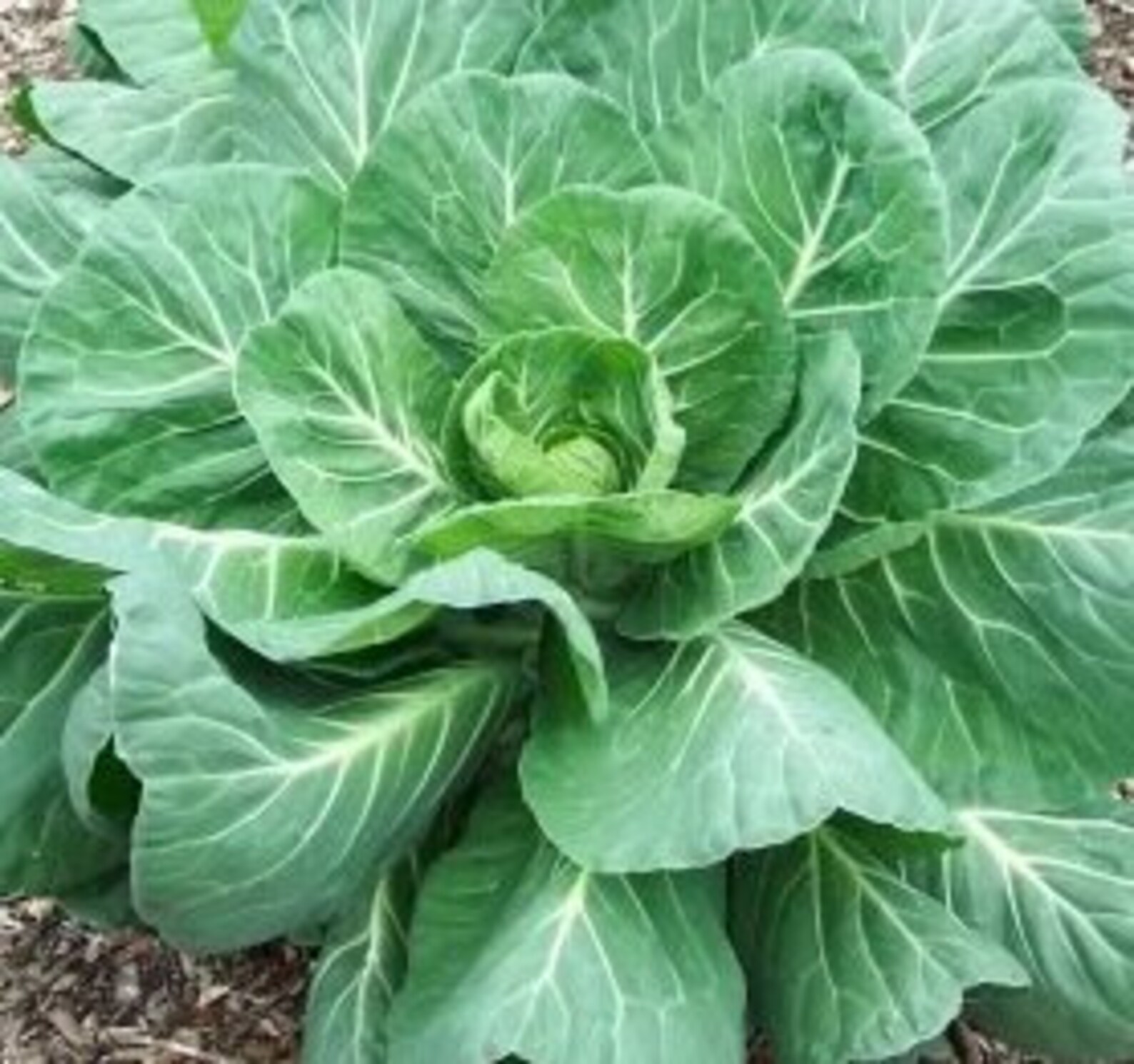 Collard Green Georgia Southern Collard Greens Seeds 75 | Etsy