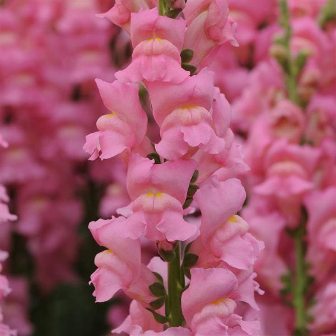 Snapdragon Potomac Pink Seeds 50 - Etsy