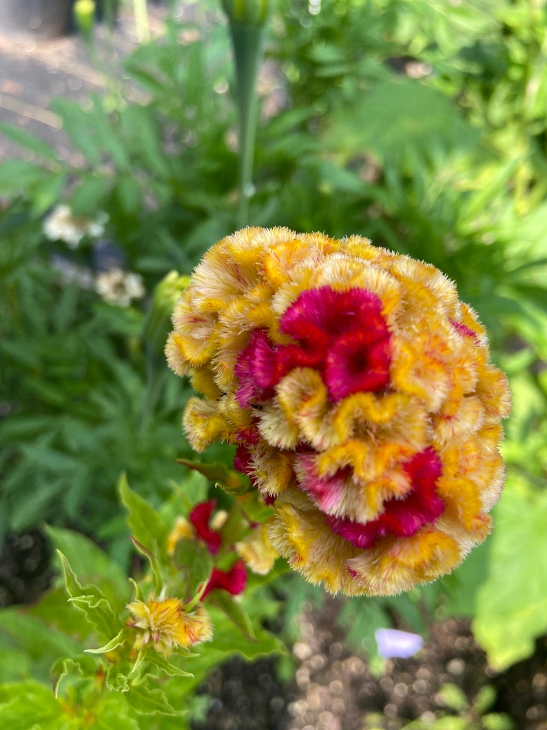 Celosia Cockscomb Variegated Heirloom Seeds 50 - Etsy