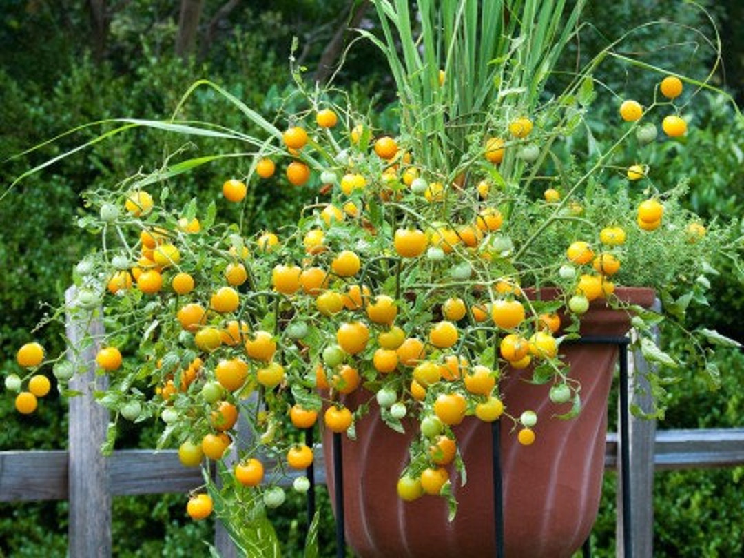 Lemon Boy Tomato Seeds 15 - Etsy