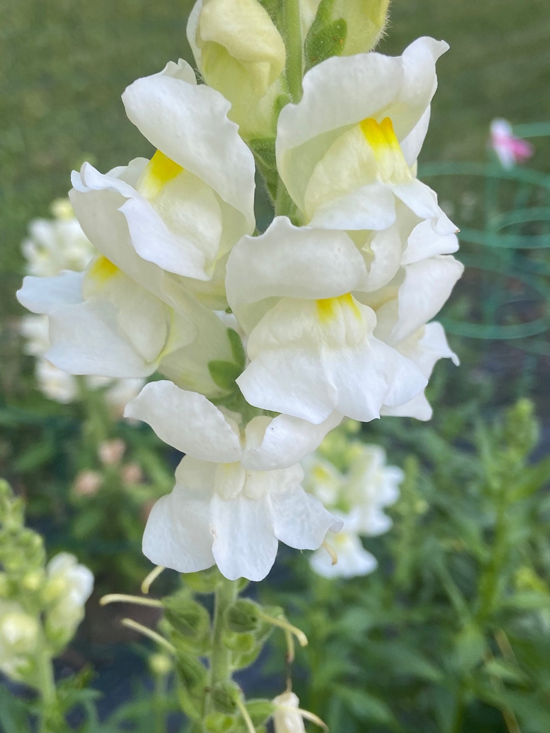 Snapdragon Potomac Ivory Seeds 25 - Etsy