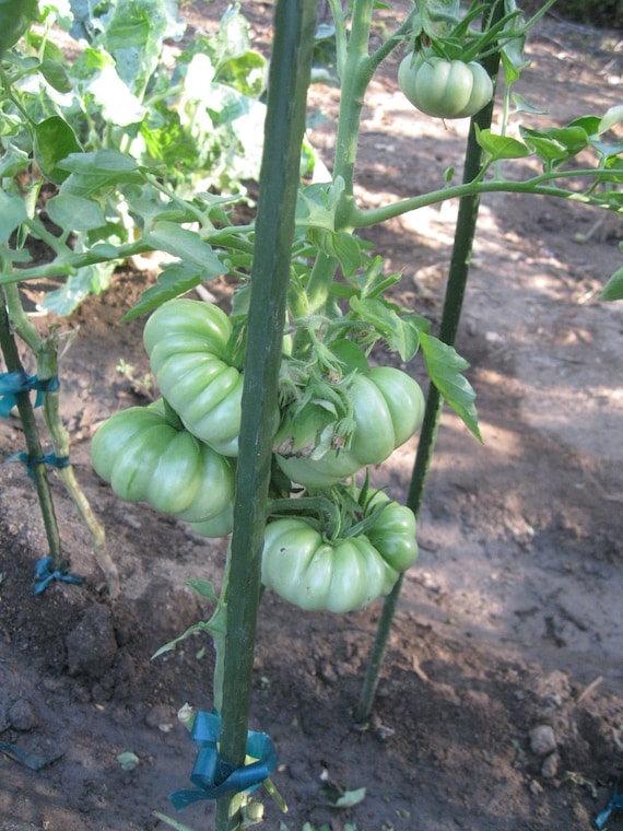 Tomato Rosso Sicilian Heirloom Organic Tomato Seeds 20 | Etsy