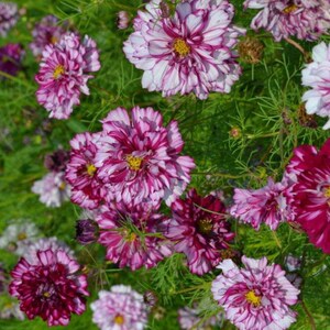 Cosmos Double Click Bicolor Violet Seed 25 - Etsy
