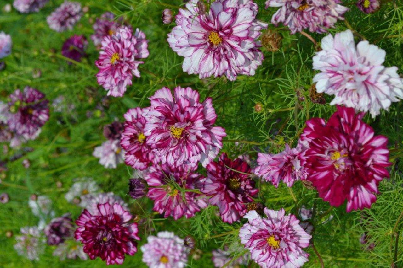Cosmos Double Click Bicolor Violet Seed 25 - Etsy