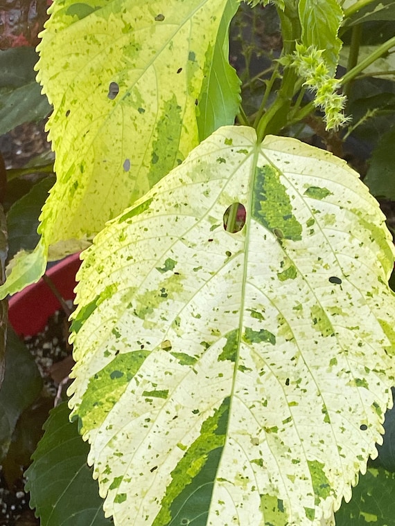 Copperleaf Kona Gold Seeds 20 | Etsy