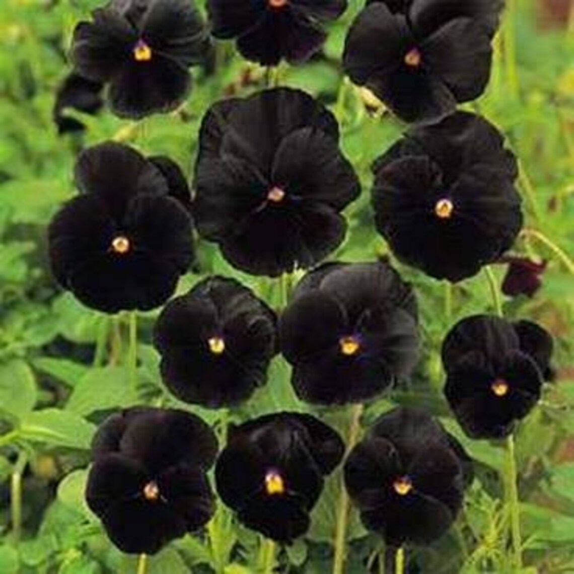 Pansy Clear Crystal Black Seeds 25 - Etsy