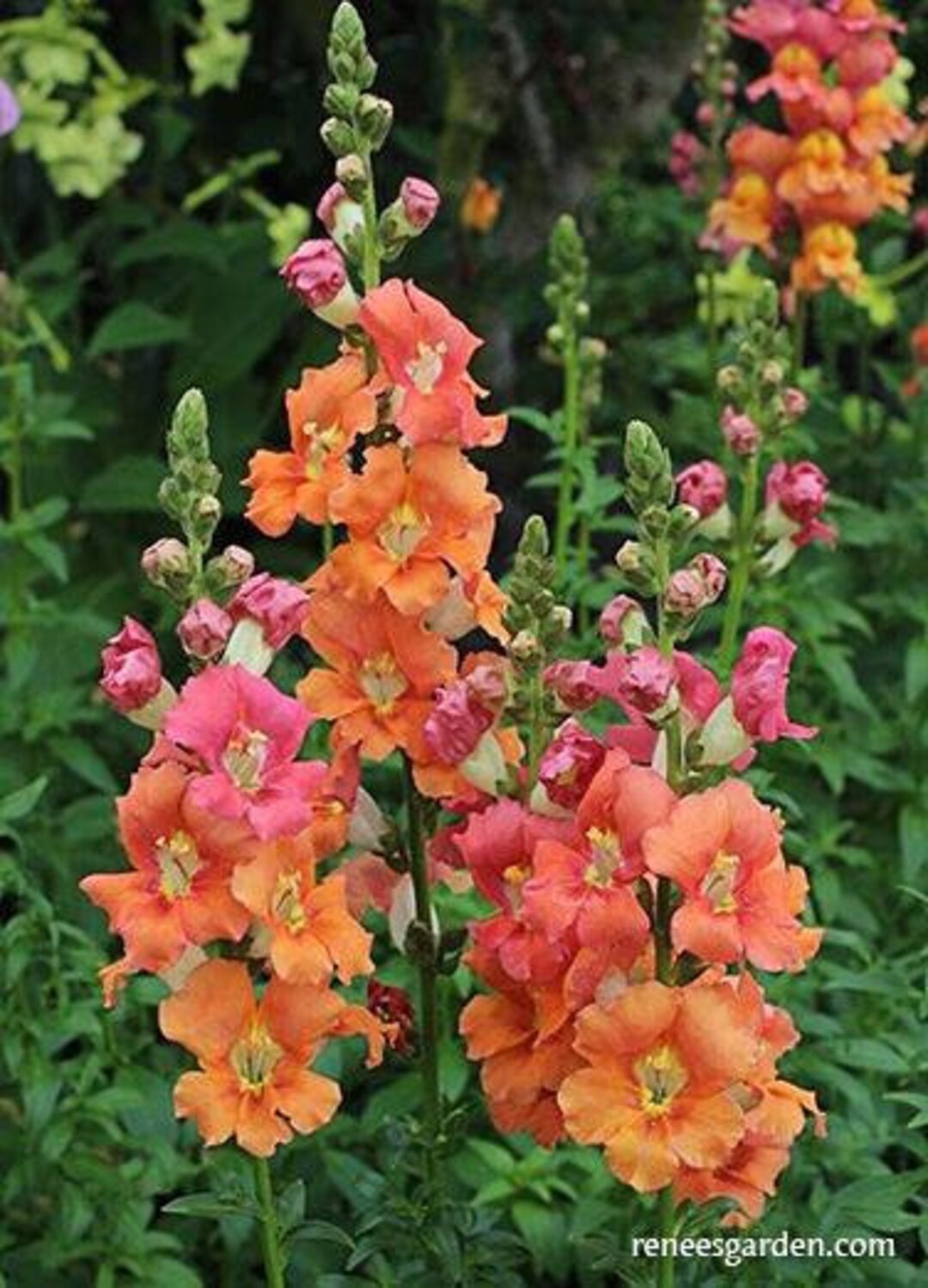 Snapdragon Butterfly Snapdragons Chantilly Seeds 25 - Etsy