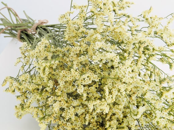 Statice Yellow Seed 65 - Etsy