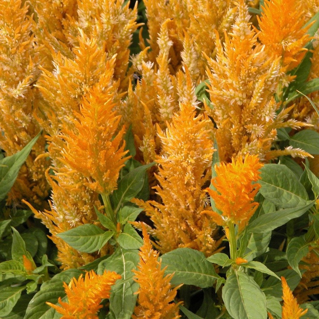 Celosia Sunday Gold Flower Seed 25 - Etsy