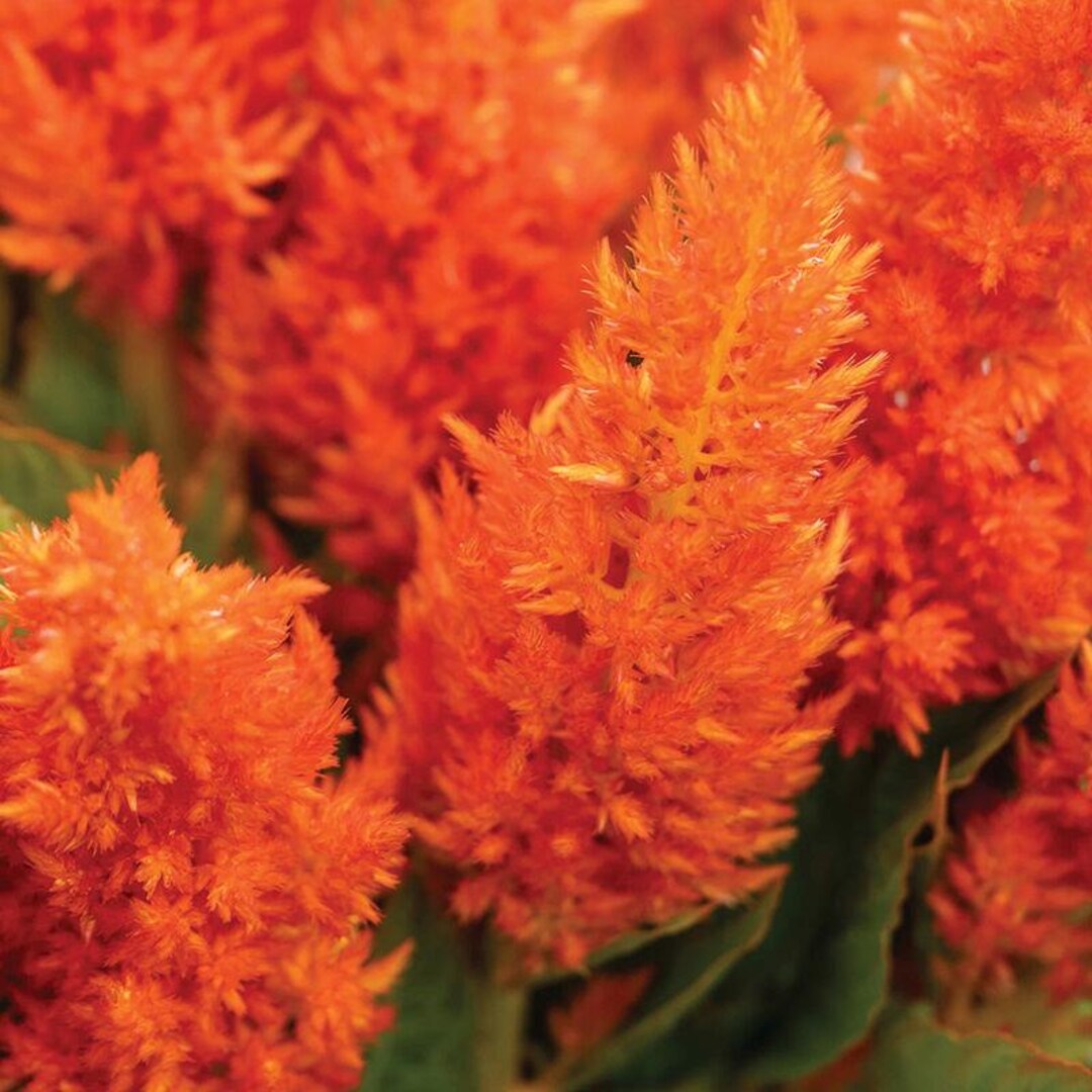 Celosia Sunday Bright Orange Seed 25 - Etsy