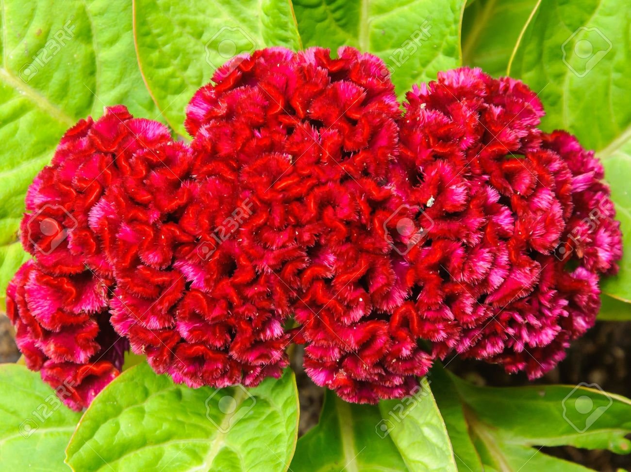 Cockscomb Red Cockscomb Flower seeds 25 | Etsy