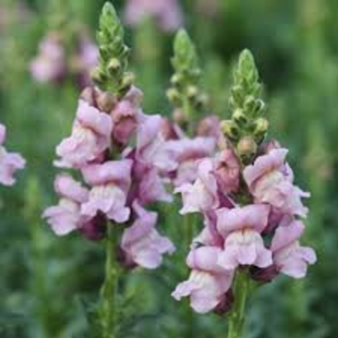 Snapdragon Costa Summer Lavender Seed 25 - Etsy