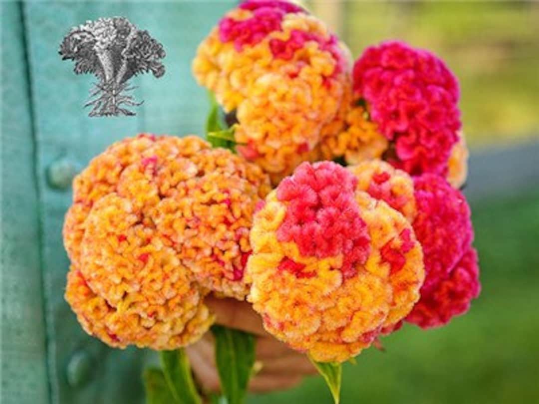 Celosia Cockscomb Variegated Heirloom Seeds 50 - Etsy
