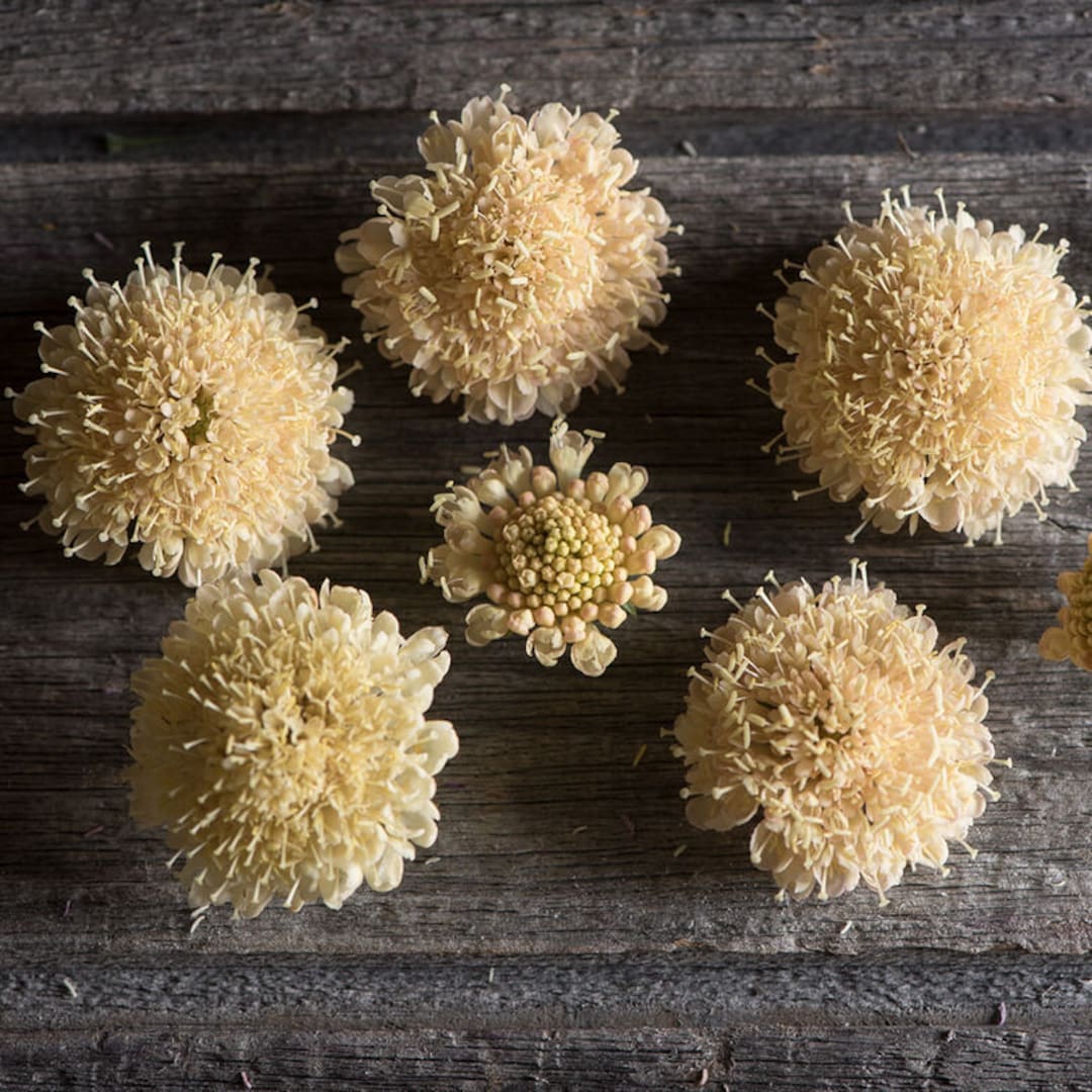 Scabiosa Fata Morgana Flower Seed 50 - Etsy
