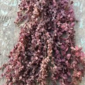 Atriplex Copper Plume Certified Organic Seed 50 - Etsy