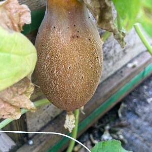 Cucumber Poona Kheera Organic Seeds 20 - Etsy